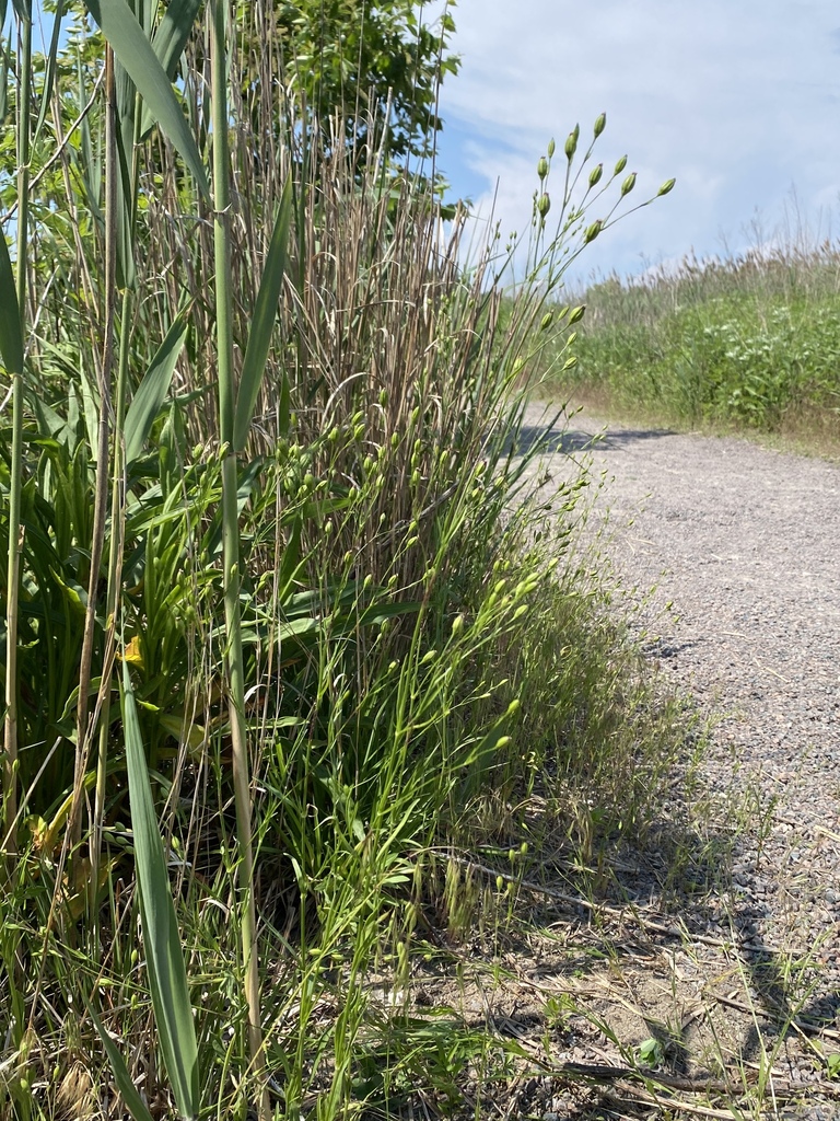 sleepy catchfly in May 2024 by Misha Zitser. Red segments on the stem ...