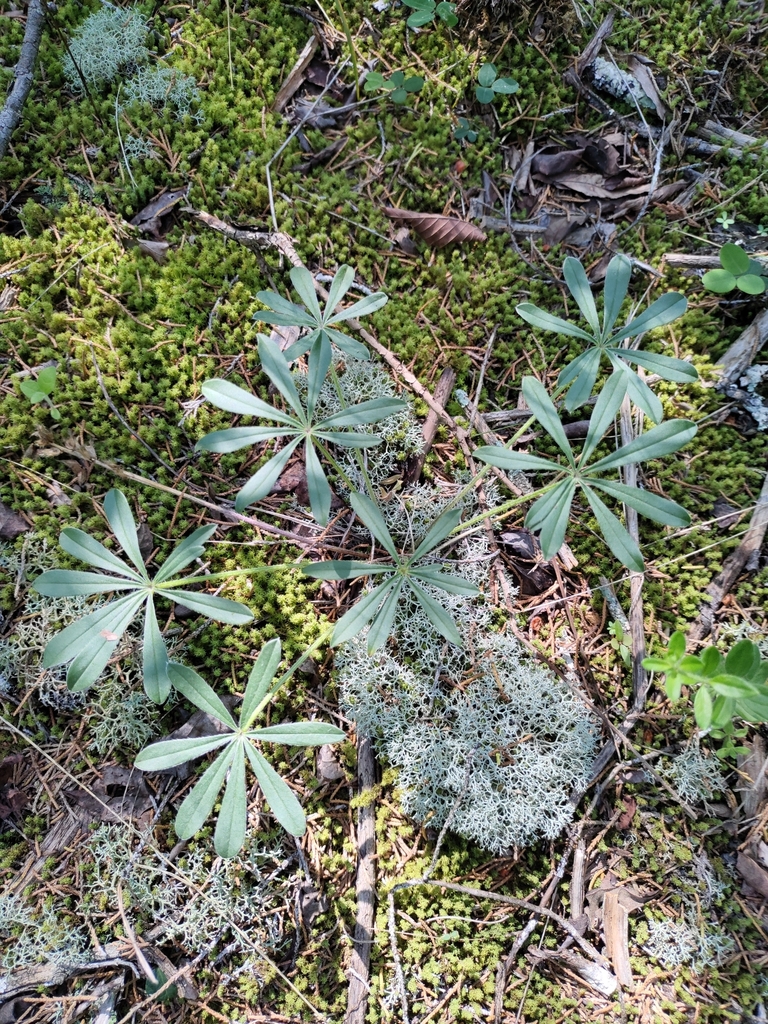 Nashville breadroot from Silver Point, TN 38582, USA on May 26, 2024 at ...