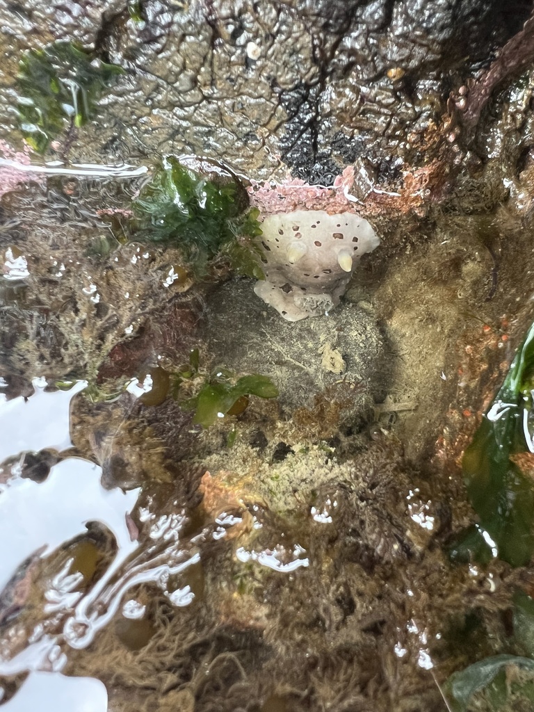 Northern Leopard Dorid from North Pacific Ocean, Anacortes, WA, US on ...
