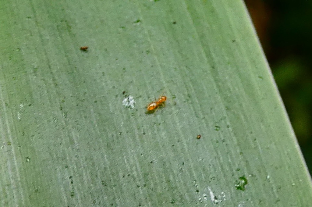 Little Yellow Ant from Hawaii County, HI, USA on May 14, 2024 at 03:13 ...