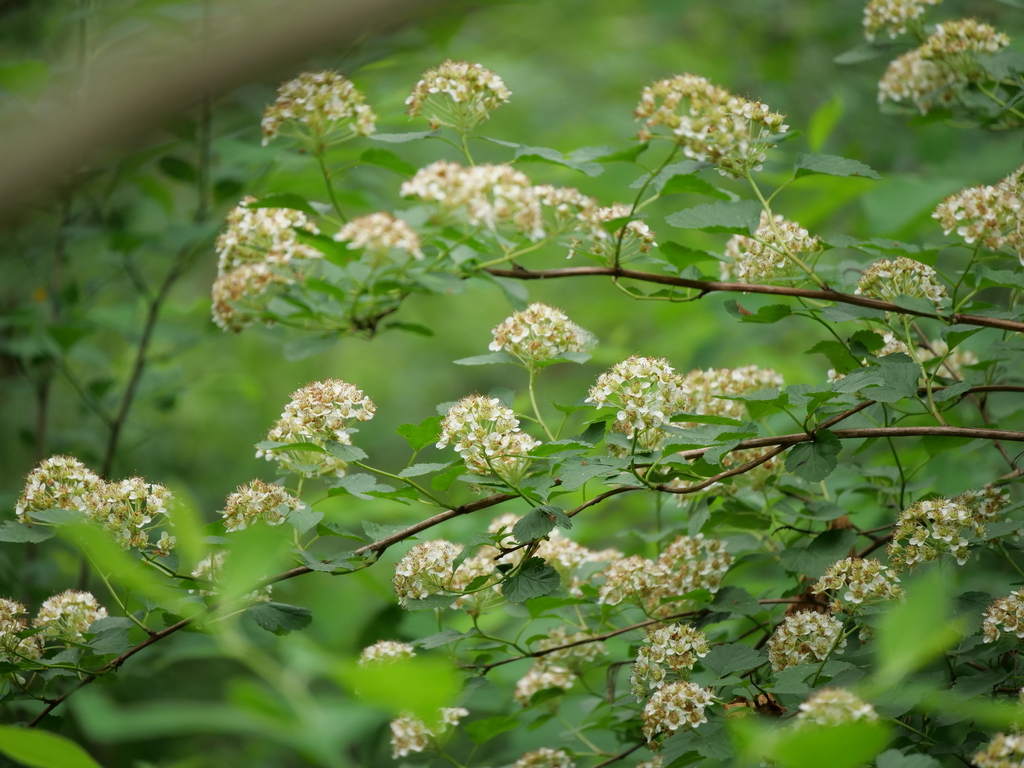 common ninebark from Cedar Bog Nature Preserve, Woodburn Road, Urbana ...