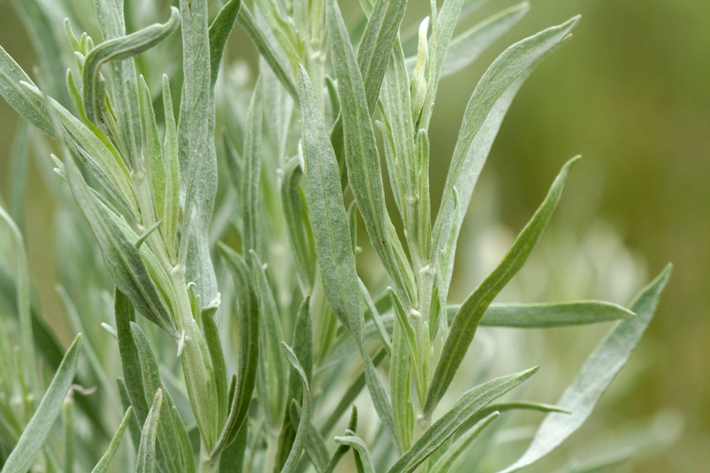 Silver Sagebrush from Phillips County, MT, USA on June 13, 2013 at 08: ...