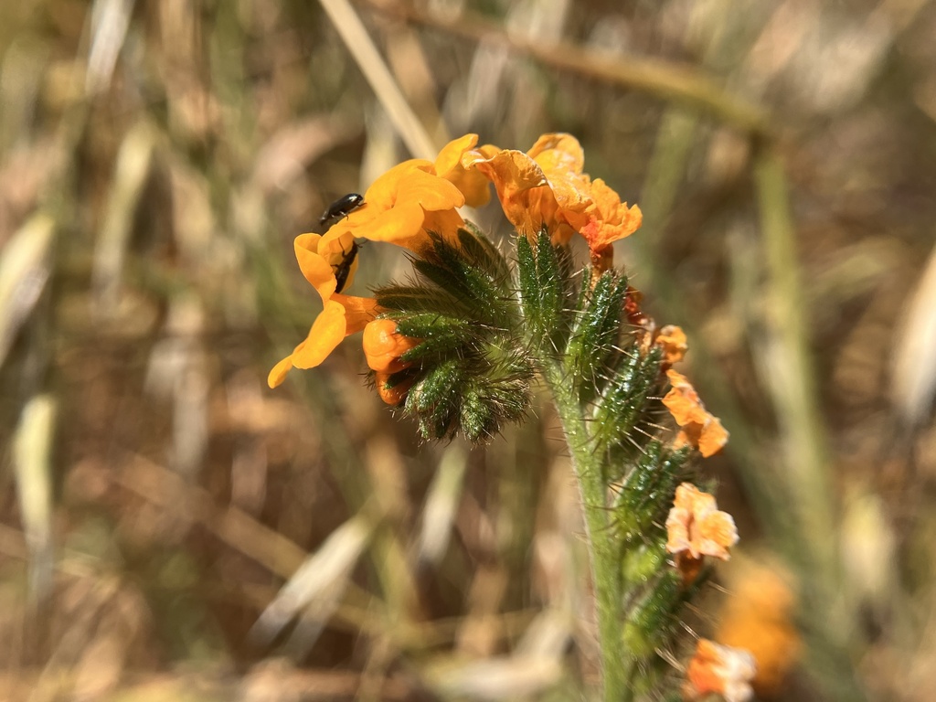 bent-flowered fiddleneck in May 2024 by Cat Chang · iNaturalist