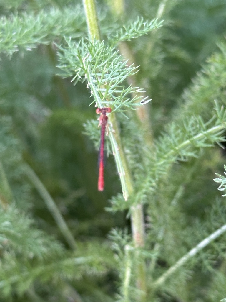 Desert Firetail in May 2024 by Angelika. Perched on yarrow · iNaturalist