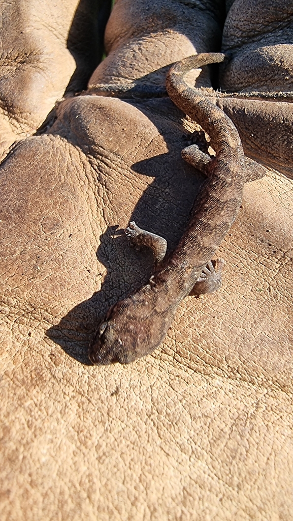 Southern Marbled Gecko from Hastings VIC 3915, Australia on May 27 ...