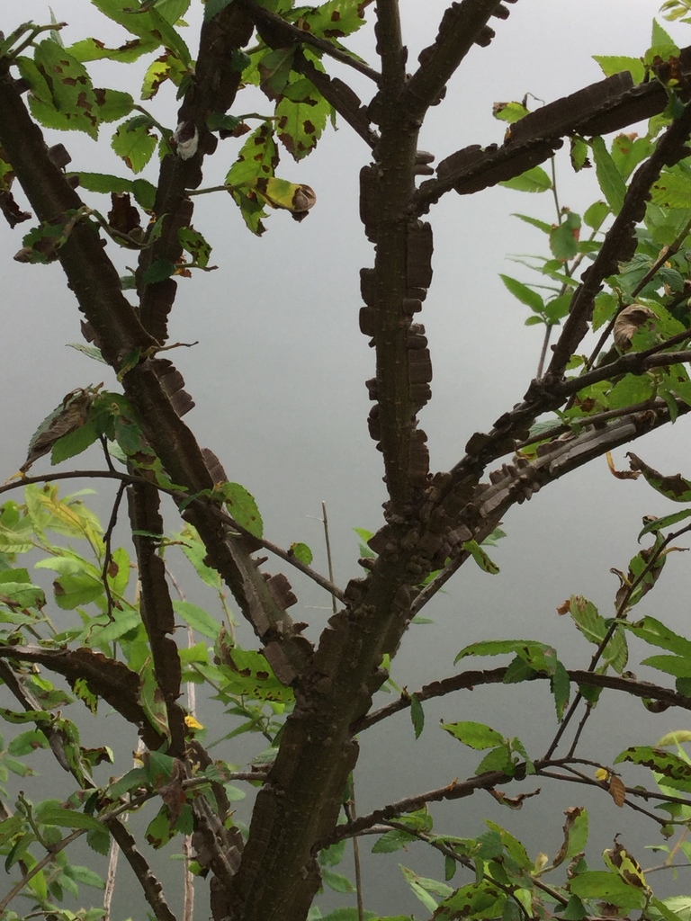 Winged Elm from 1679 County Road 139, Corning, AR, US on May 12, 2019 ...