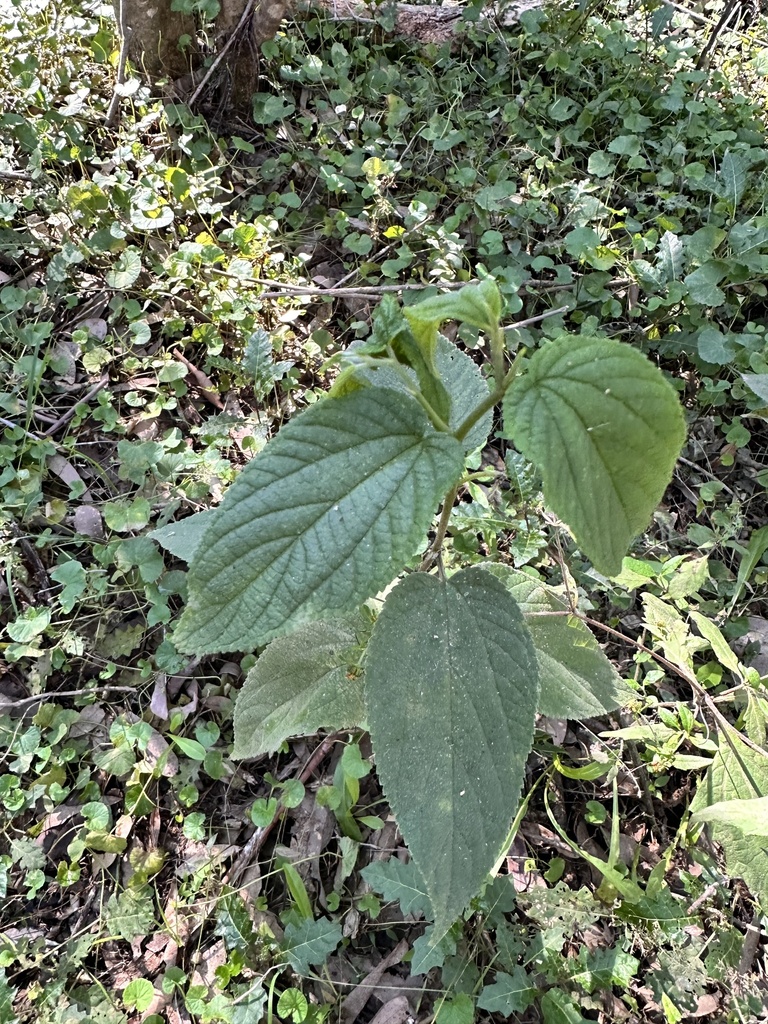 Nettle Tree from Evergreen Way, North Kellyville, NSW, AU on May 27 ...