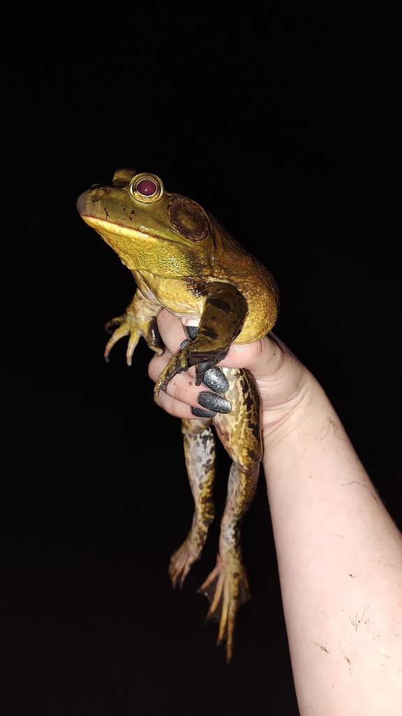 American Bullfrog in May 2024 by Freya. Beast in a suburban pond ...