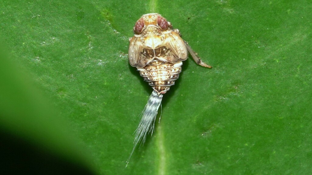 Issid Planthoppers from Biodiversity Park MAHABALESHWAR, Biodiversity ...