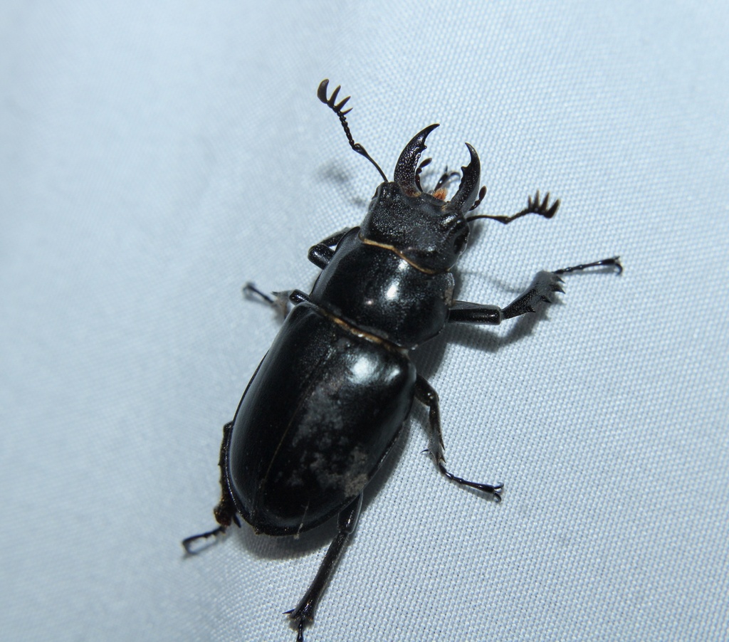 Smooth Stag Beetle from Caddo Lake State Park, Karnack, TX, US on May ...