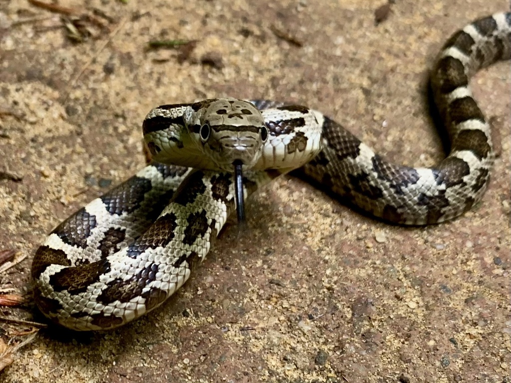 Gray Ratsnake from Hocking Hills State Park, South Bloomingville, OH ...
