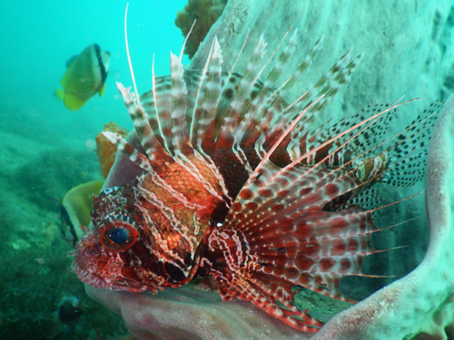 African Lionfish (Pteropterus mombasae) · iNaturalist