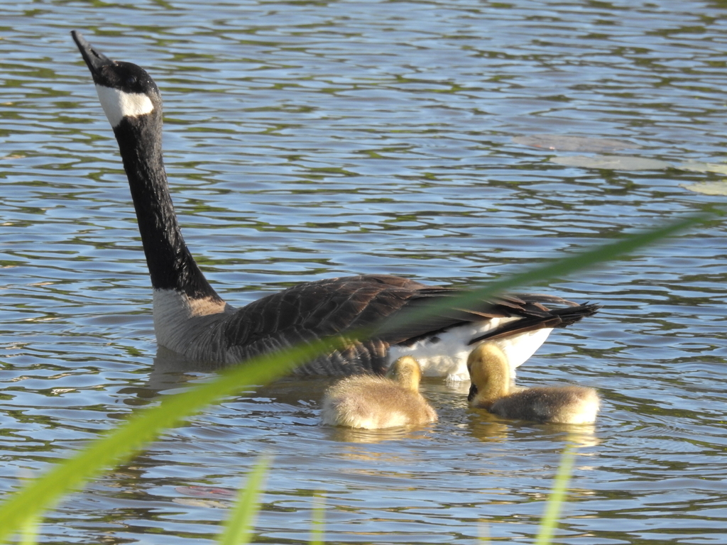 Canada Goose from Austin, Chicago, IL, USA on May 25, 2024 at 08:06 AM ...