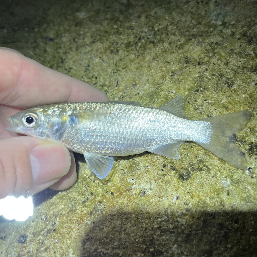 Whirligig Mullet (Mugil trichodon) - Marine Life Identification
