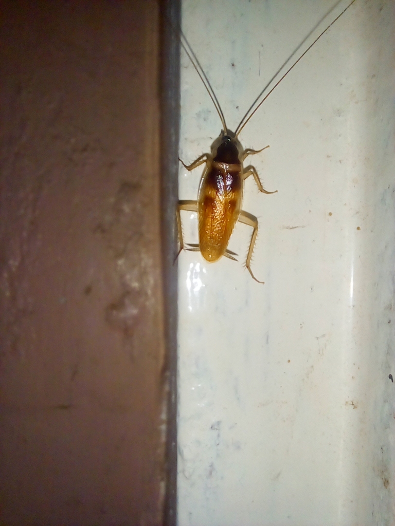 Brown-banded Cockroach from 49900 Tecalitlán, Jal., México on May 26 ...