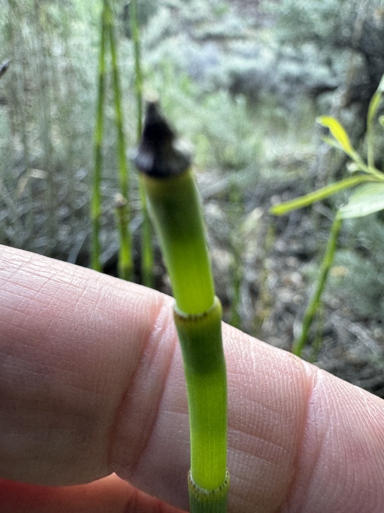 horsetails in May 2024 by atflory · iNaturalist