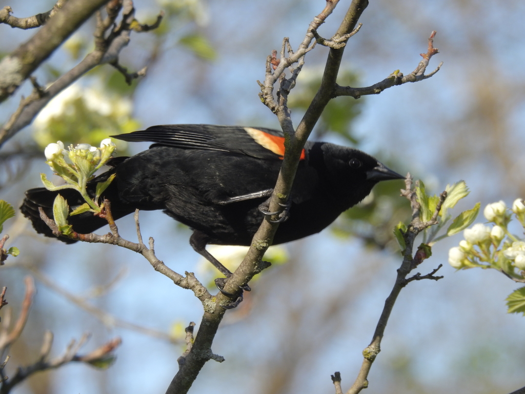 Red-winged Blackbird from Austin, Chicago, IL, USA on April 22, 2024 at ...