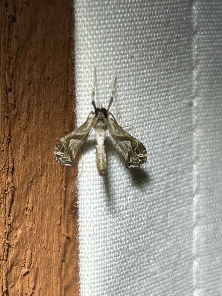 Eggplant Leafroller Moth in May 2024 by Jennifer Linde · iNaturalist