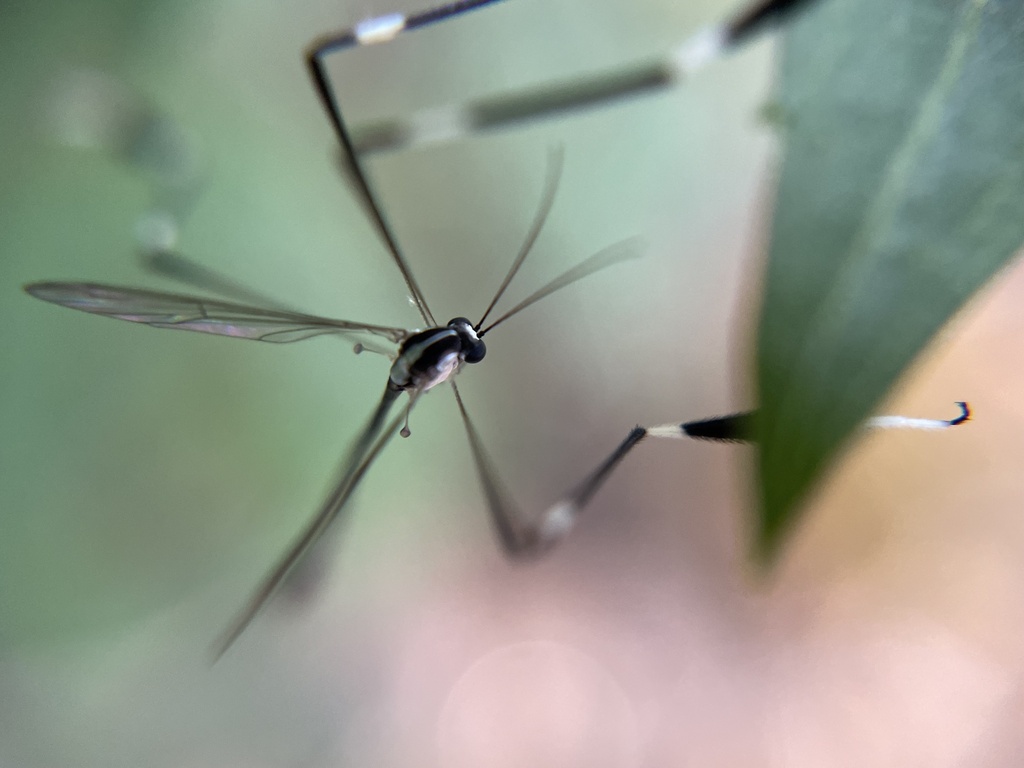 Eastern Phantom Crane Fly in May 2024 by northerly · iNaturalist