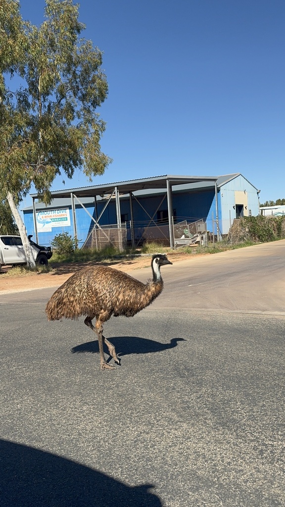 Emu from Pelias St, Exmouth, WA, AU on May 23, 2024 at 02:08 PM by ...