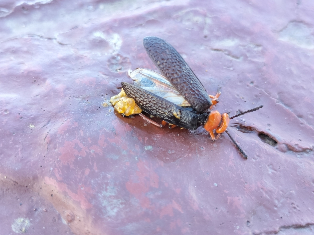Master Blister Beetle from 21510 B.C., México on May 26, 2024 at 01:17 ...