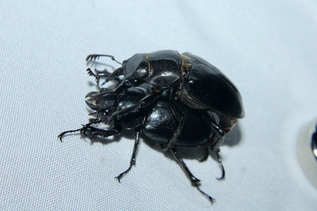 Smooth Stag Beetle from Caddo Lake State Park, Karnack, TX, US on May ...
