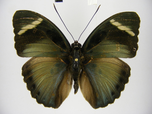 Euphaedra disjuncta · iNaturalist