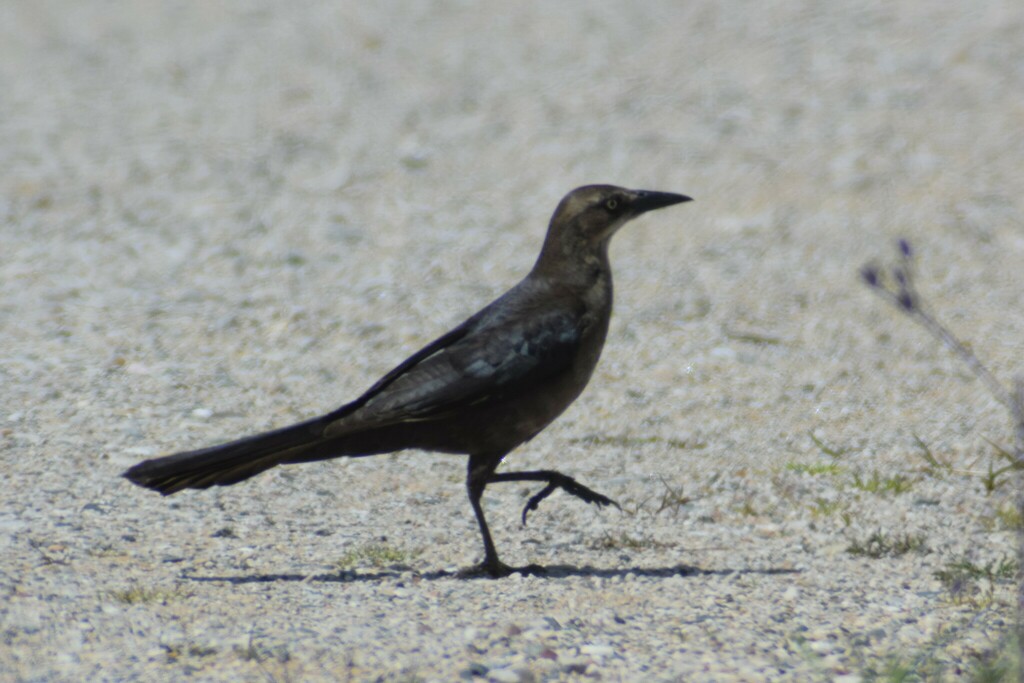 Great-tailed Grackle from Chippewa County, MI, USA on May 24, 2024 at ...