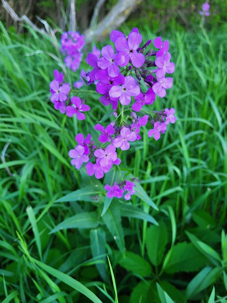 dame's rocket from Grace Marsh N Unit on May 26, 2024 at 06:58 PM by ...