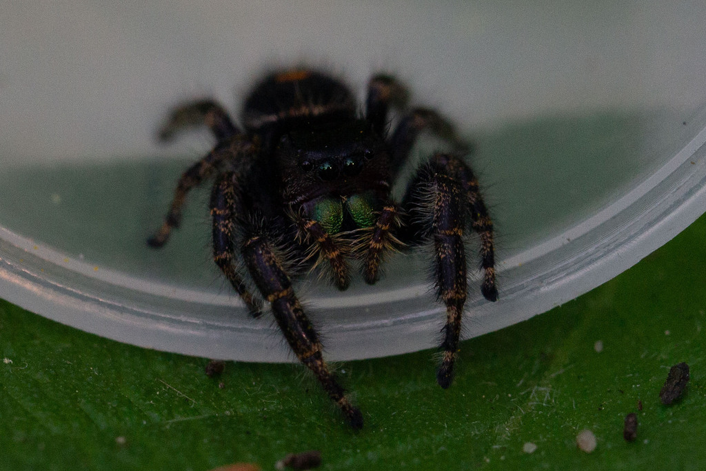 Bold Jumping Spider from New Boston, NH 03070, USA on May 26, 2024 at ...