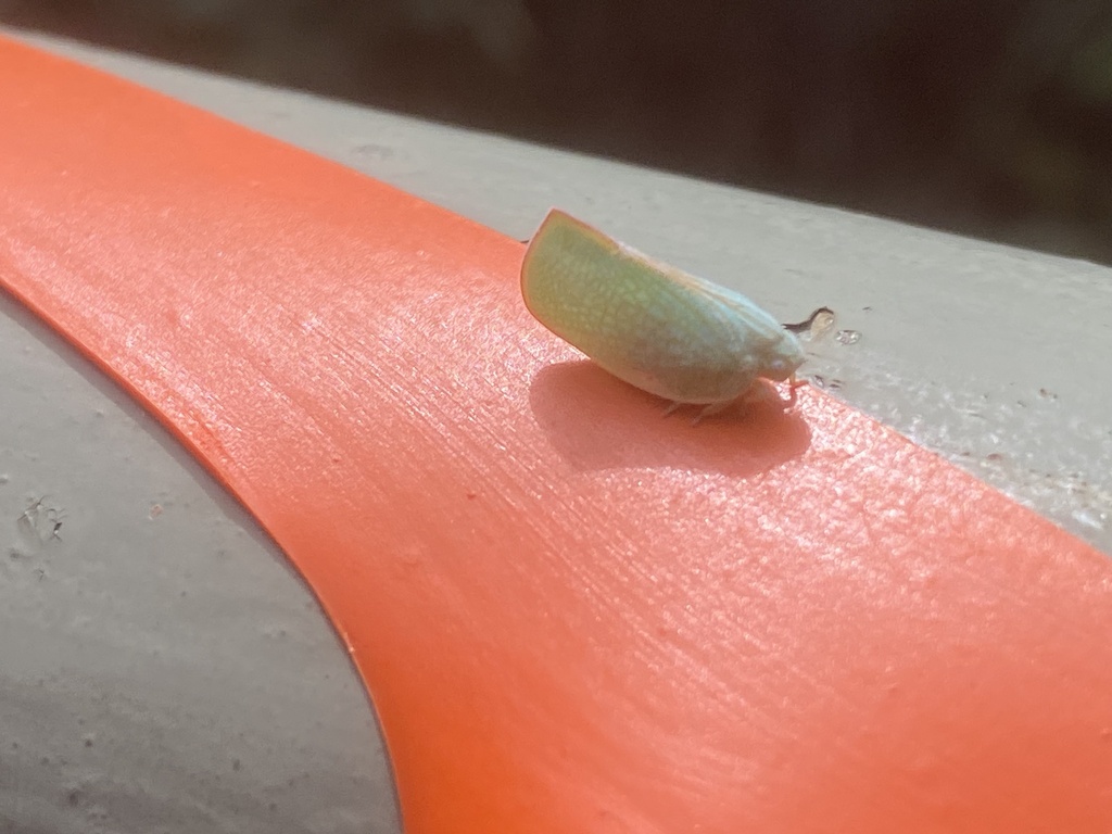 Geisha distinctissima from Southern, HK on May 27, 2024 at 11:26 AM by ...