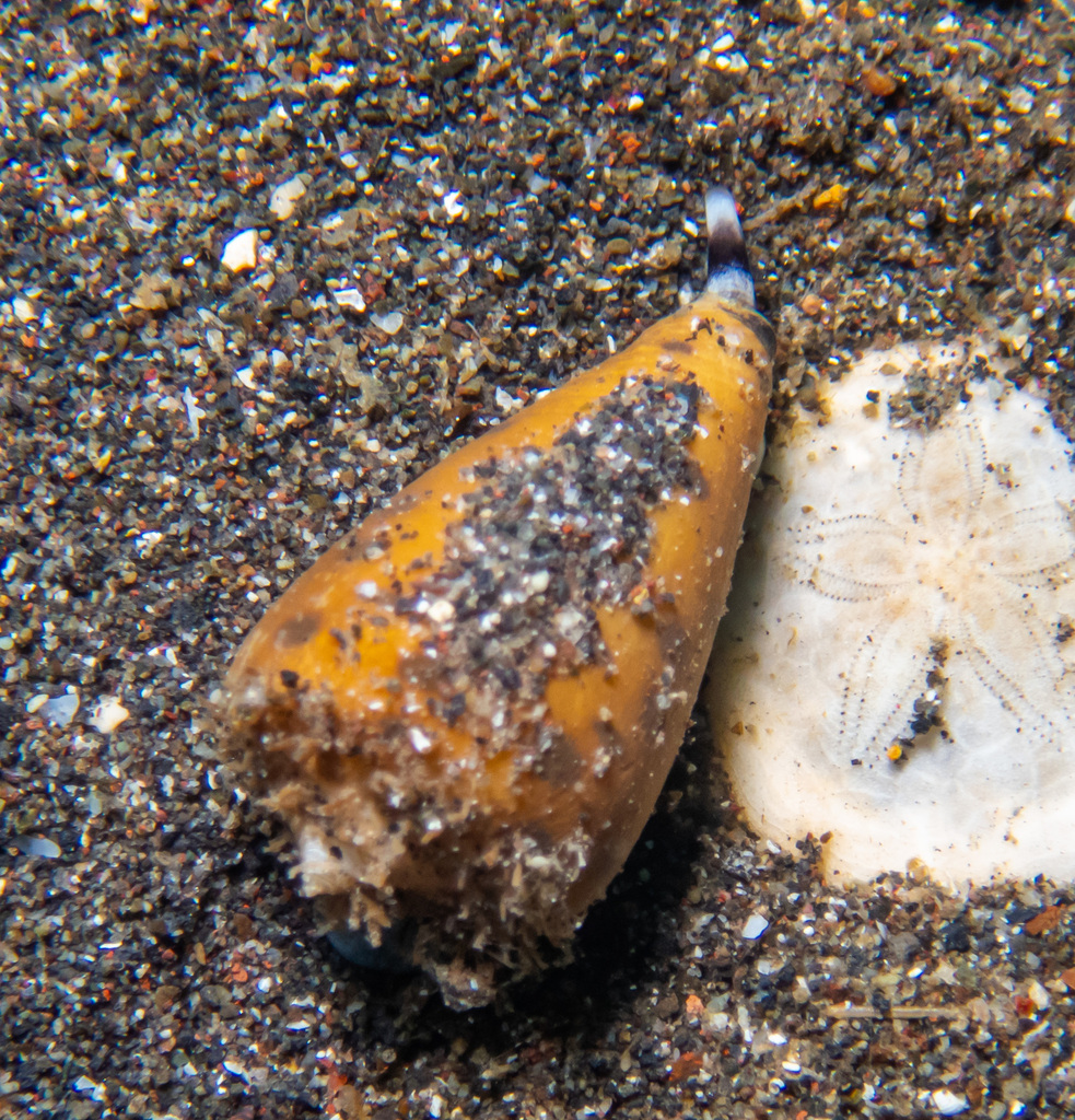 Conus from Rojos, Lembeh, Sulawesi, Indonesia on May 26, 2024 at 08:43 ...
