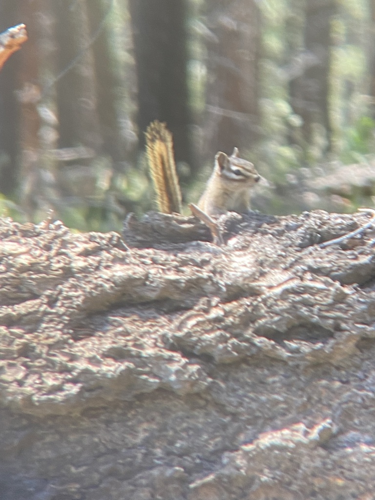 Western Chipmunks from Angel Fire, NM, US on May 26, 2024 at 04:24 PM ...