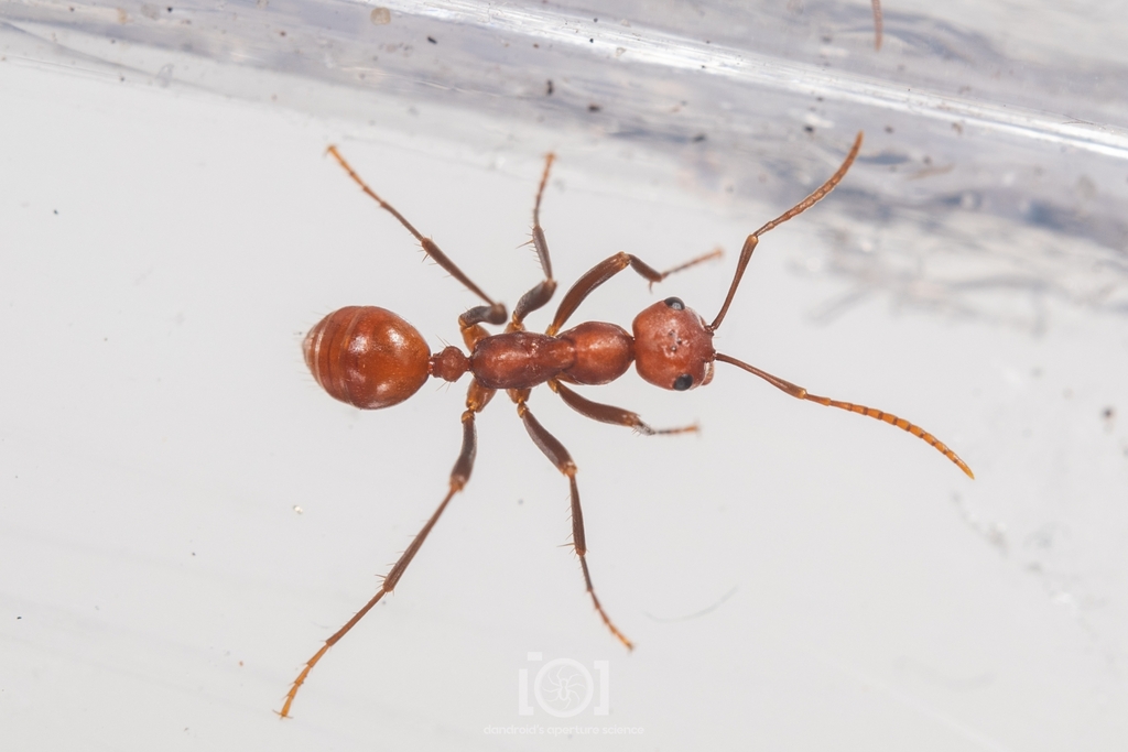 Florida Amazon Ant from Chimney Lakes, Jacksonville, FL, USA on May 26 ...