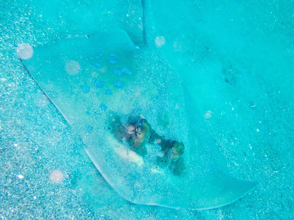 Oriental Bluespotted Maskray from Rojos, Lembeh, Sulawesi, Indonesia on ...