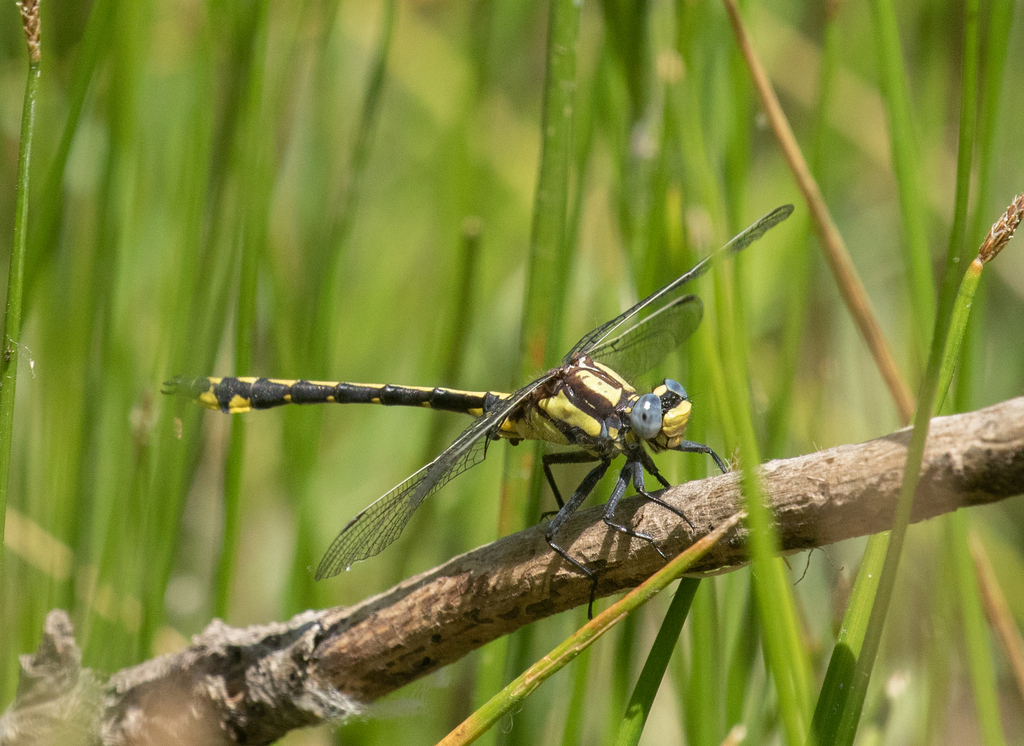 Pacific Clubtail from Butte Valley, CA 95965, USA on May 26, 2024 at 03 ...