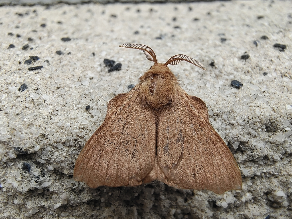 Lappet Moths from Yichun, CN-JX, CN on May 27, 2024 at 10:40 AM by ...