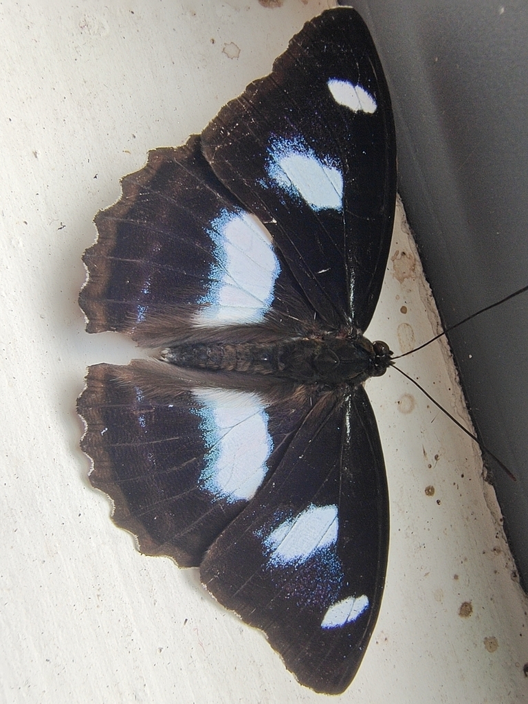 Orange Staff Sergeant Butterfly on May 27, 2024 at 08:46 AM by ...