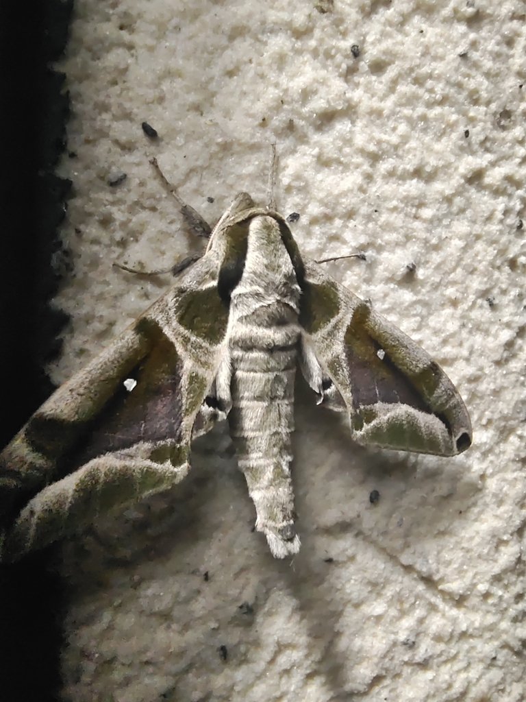 Parum colligata from Yichun, CN-JX, CN on May 26, 2024 at 09:19 PM by ...