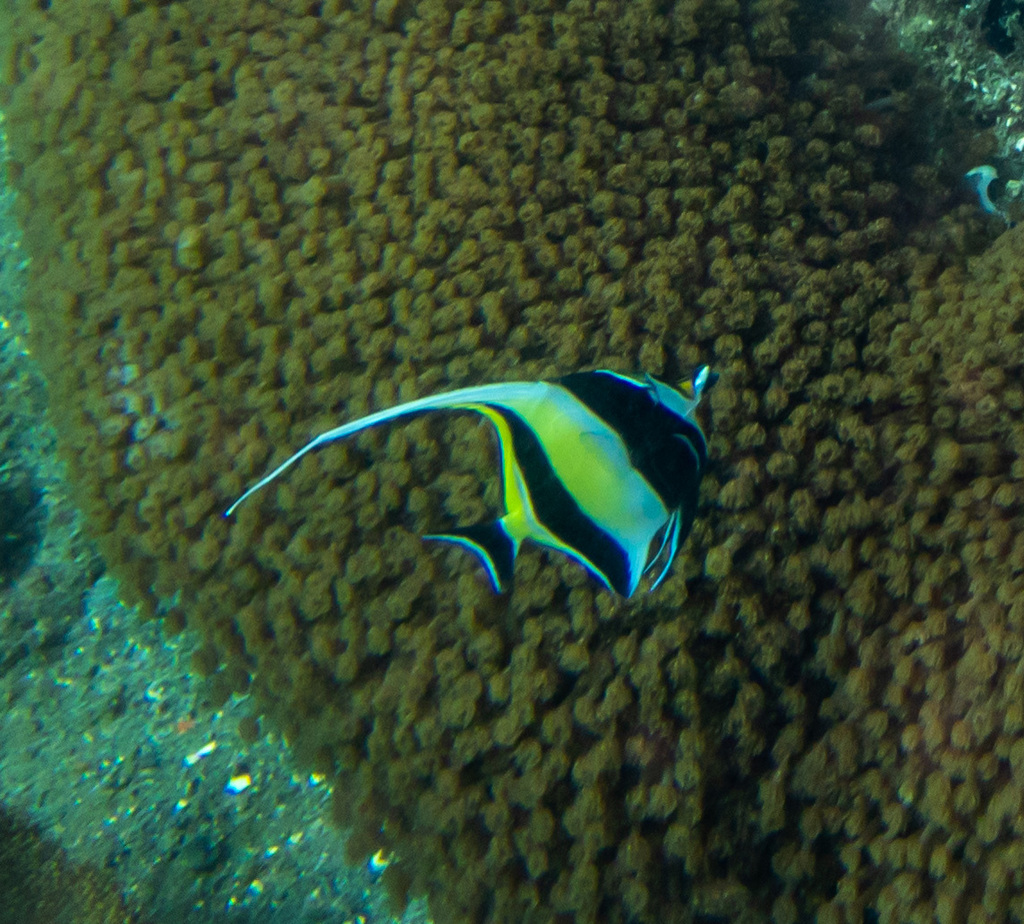 Moorish Idol from Rojos, Lembeh, Sulawesi, Indonesia on May 26, 2024 at ...
