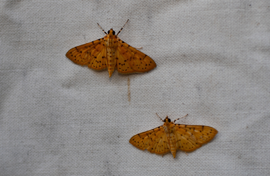 Yellow Peach Moth from Wondecla QLD 4887, Australia on May 17, 2024 at ...