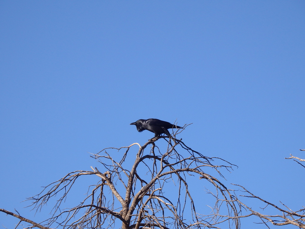 Australian Raven from Ikara-Flinders Ranges National Park, Flinders ...