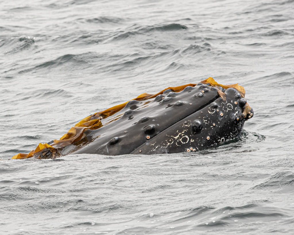 Humpback Whale from Salish Sea, BC, CA on May 24, 2024 at 09:54 AM by ...