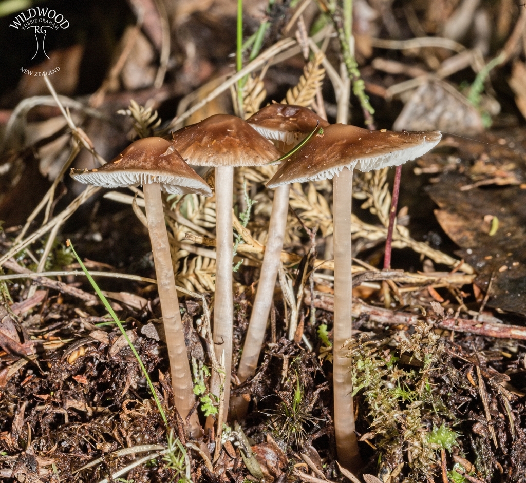 Omphalotaceae from Hatepe 3382, New Zealand on May 27, 2024 at 12:12 PM ...