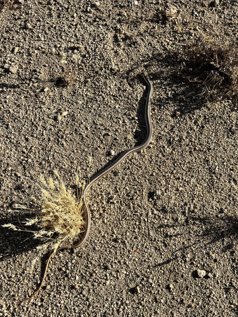 Western Patch-nosed Snake from Joshua Tree National Park, Joshua Tree ...