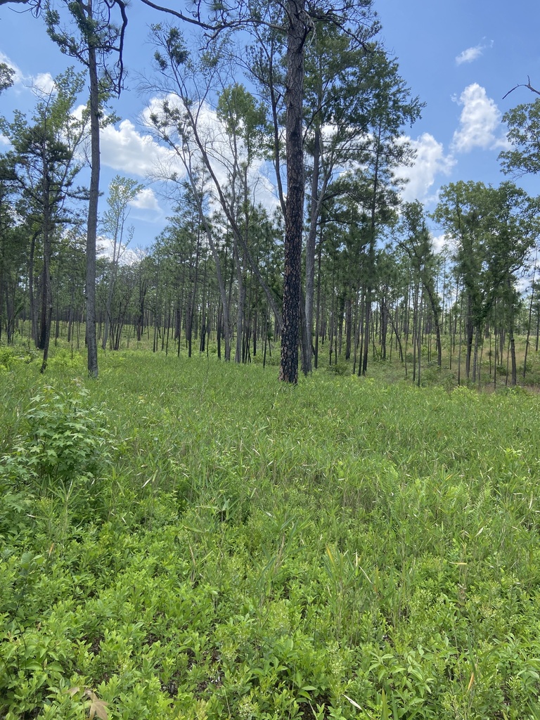 switch cane in May 2024 by Scott Ward. Sandhill streamhead ecotone ...
