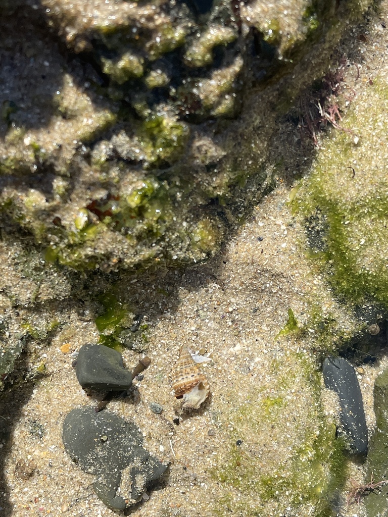 Clypeomorus petrosa from Woolgoolga Bay, Woolgoolga, NSW, AU on May 22 ...