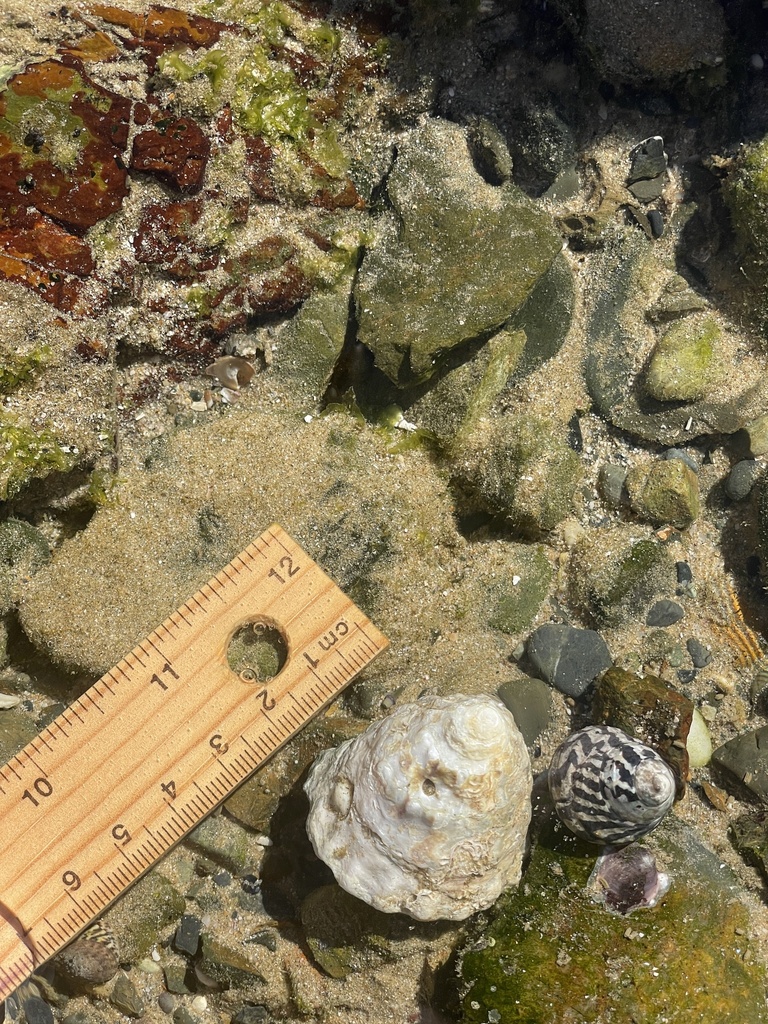 Common Tent Shell from Pollack Esplanade, Woolgoolga, NSW, AU on May 22 ...