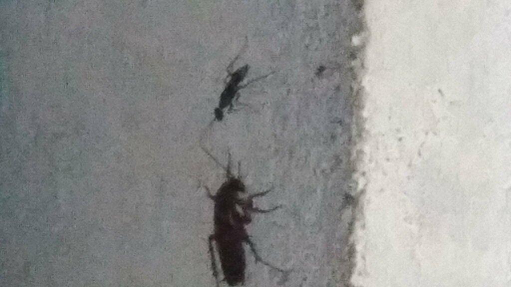 Emerald Cockroach Wasp from Maharagama, Colombo, Sri Lanka on June 26 ...