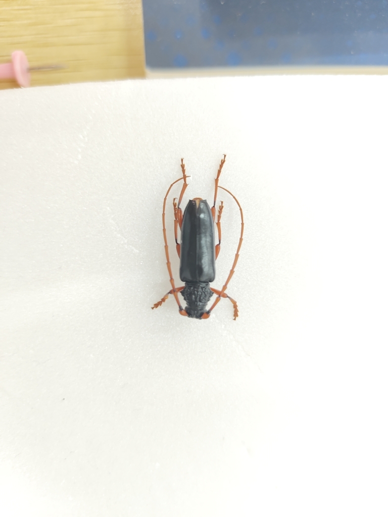 Neoplocaederus bicolor from Nanchang, CN-JX, CN on May 27, 2024 at 02: ...